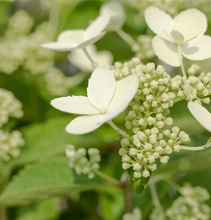 Hydrangea paniculata 'White Lady'