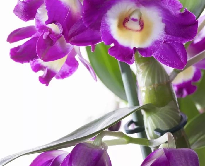 Richtige Pflege für Dendrobium: Die Besondere unter den Exoten ...