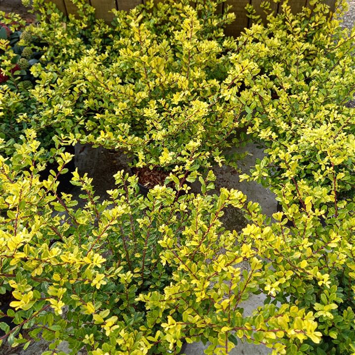 Ilex crenata "Golden Gem"